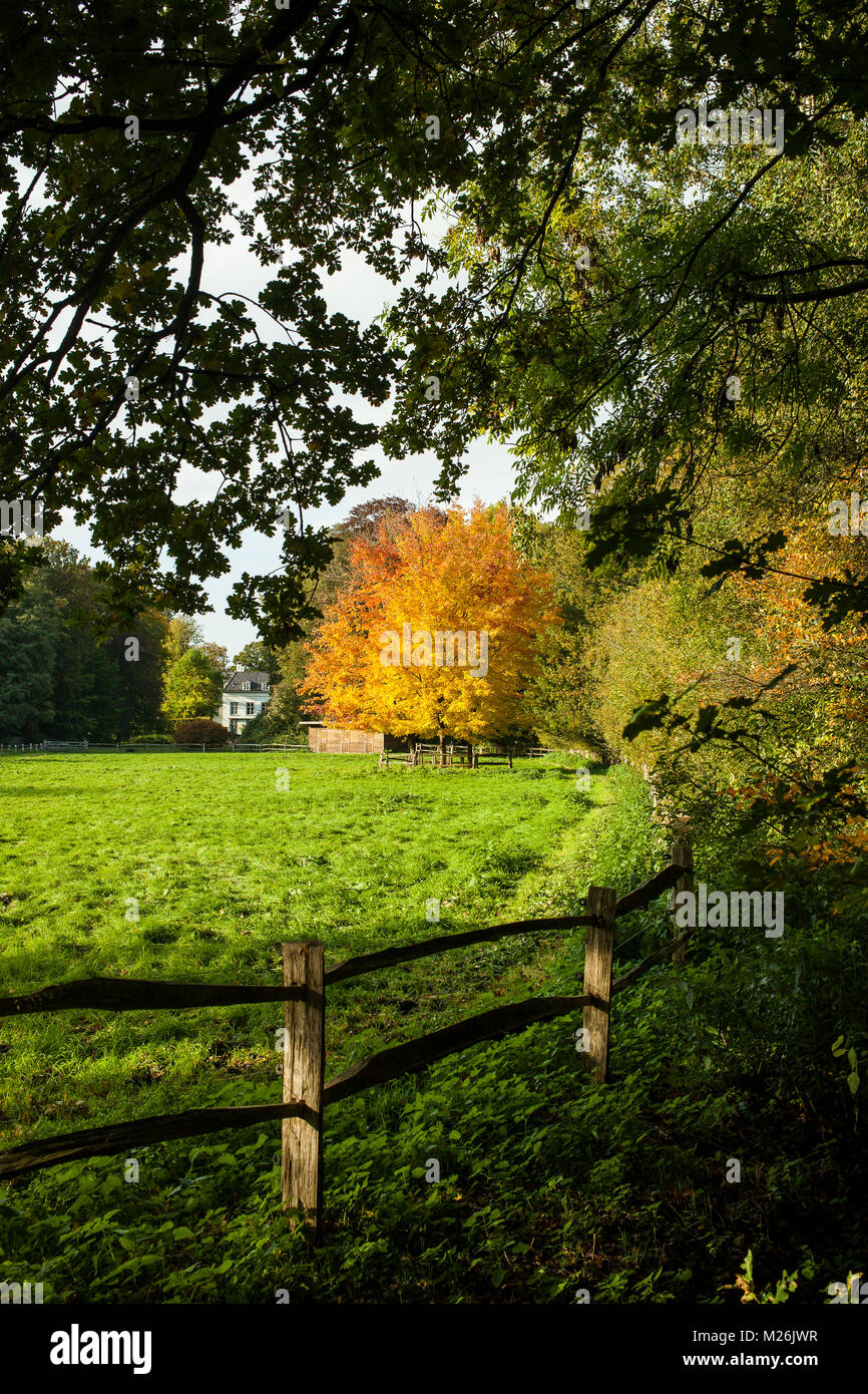 Early fall colors on tree in green landscape Stock Photo - Alamy