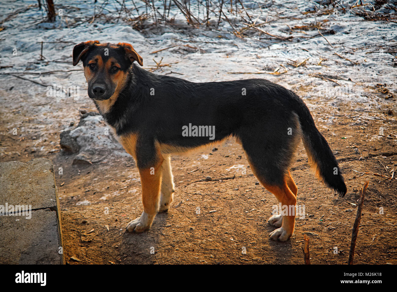A homeless dog walks in the winter in the snow Stock Photo - Alamy