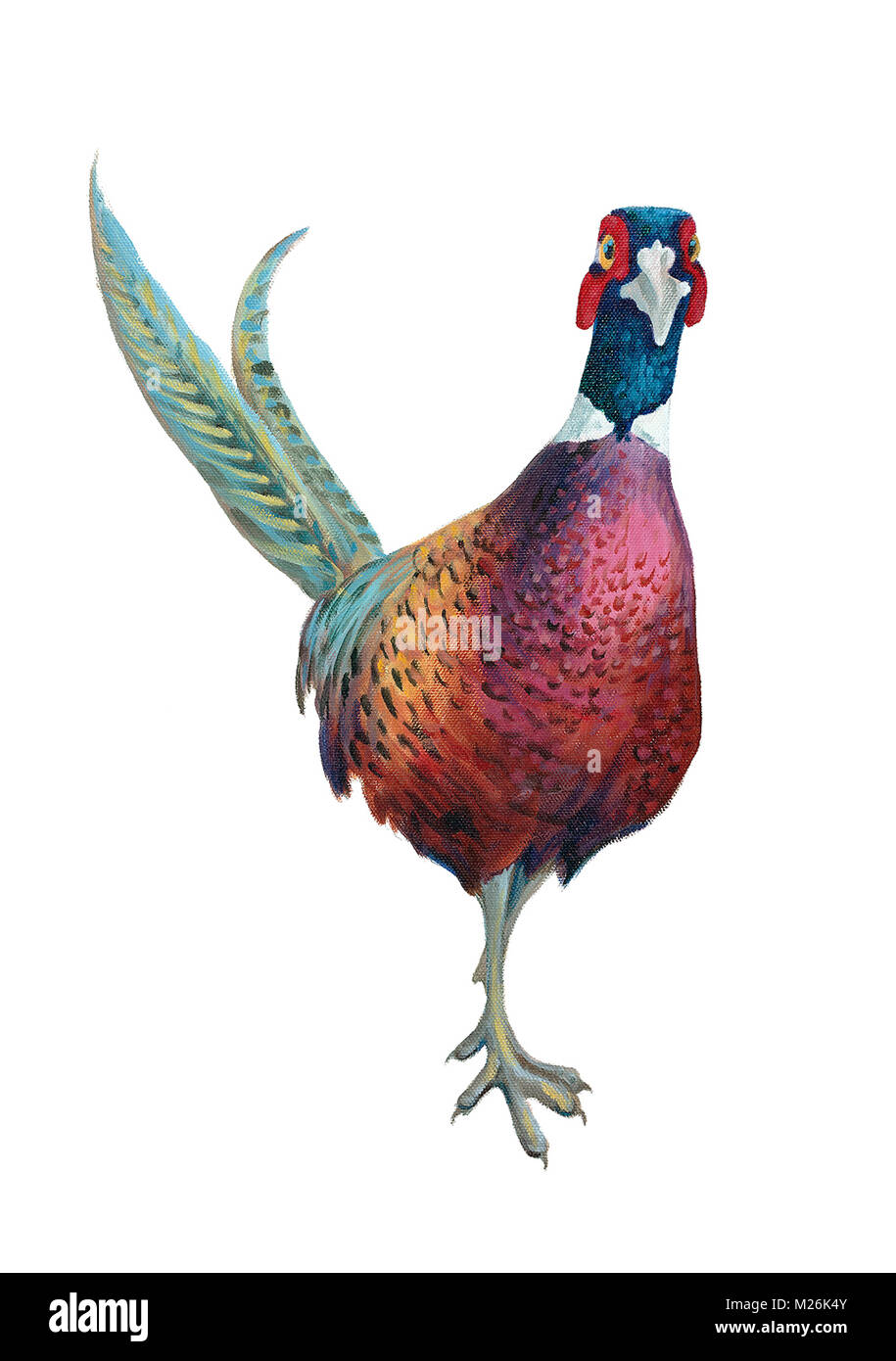Pheasant bird illustration Cut Out Stock Images & Pictures - Alamy