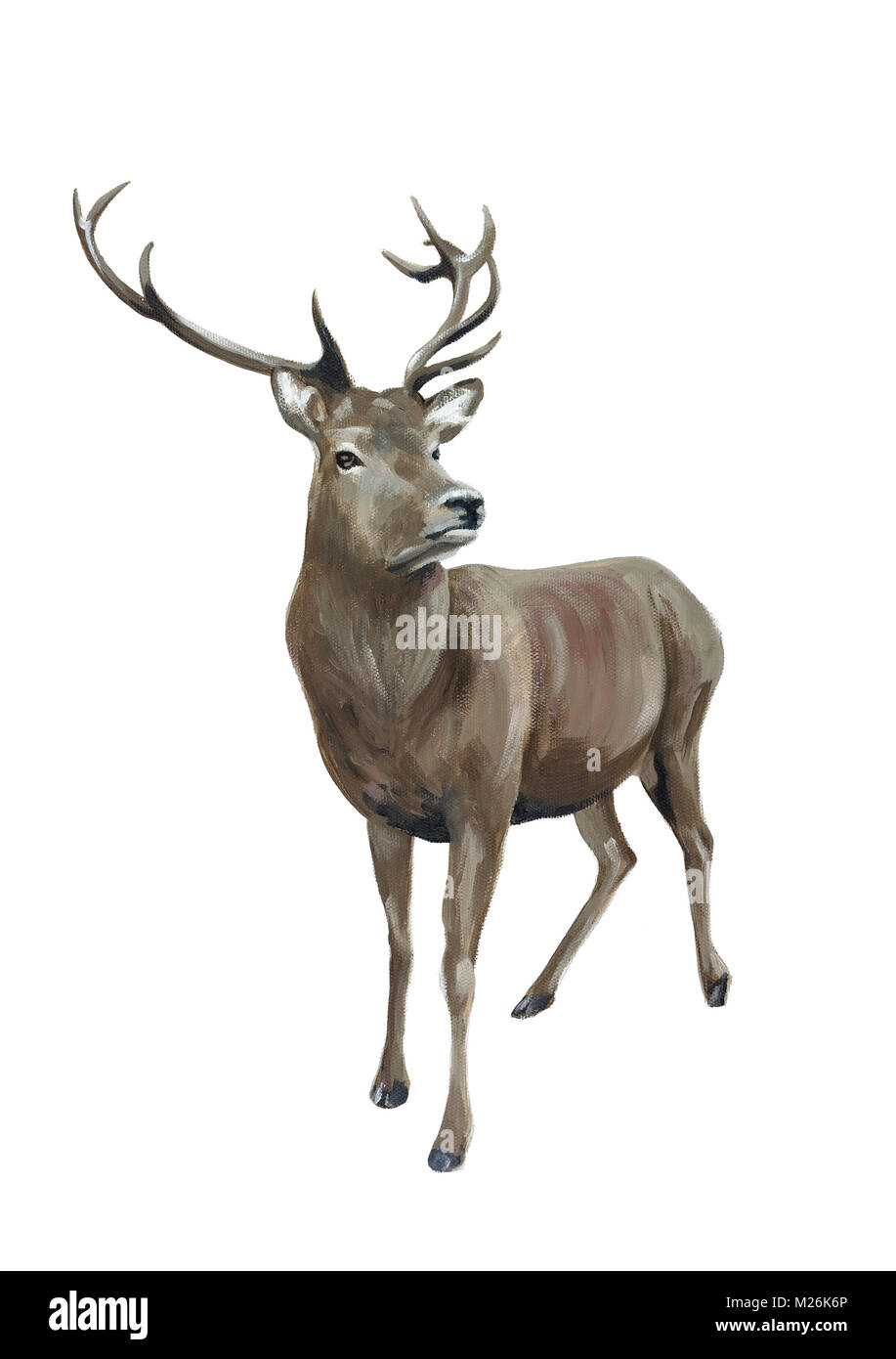 Sika stag Cut Out Stock Images & Pictures - Alamy