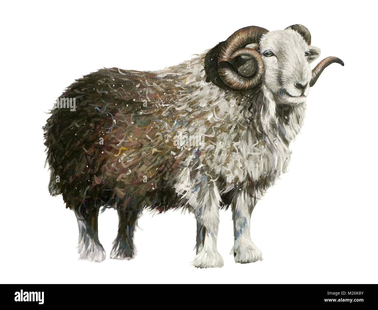 Ram sheep hi-res stock photography and images - Alamy