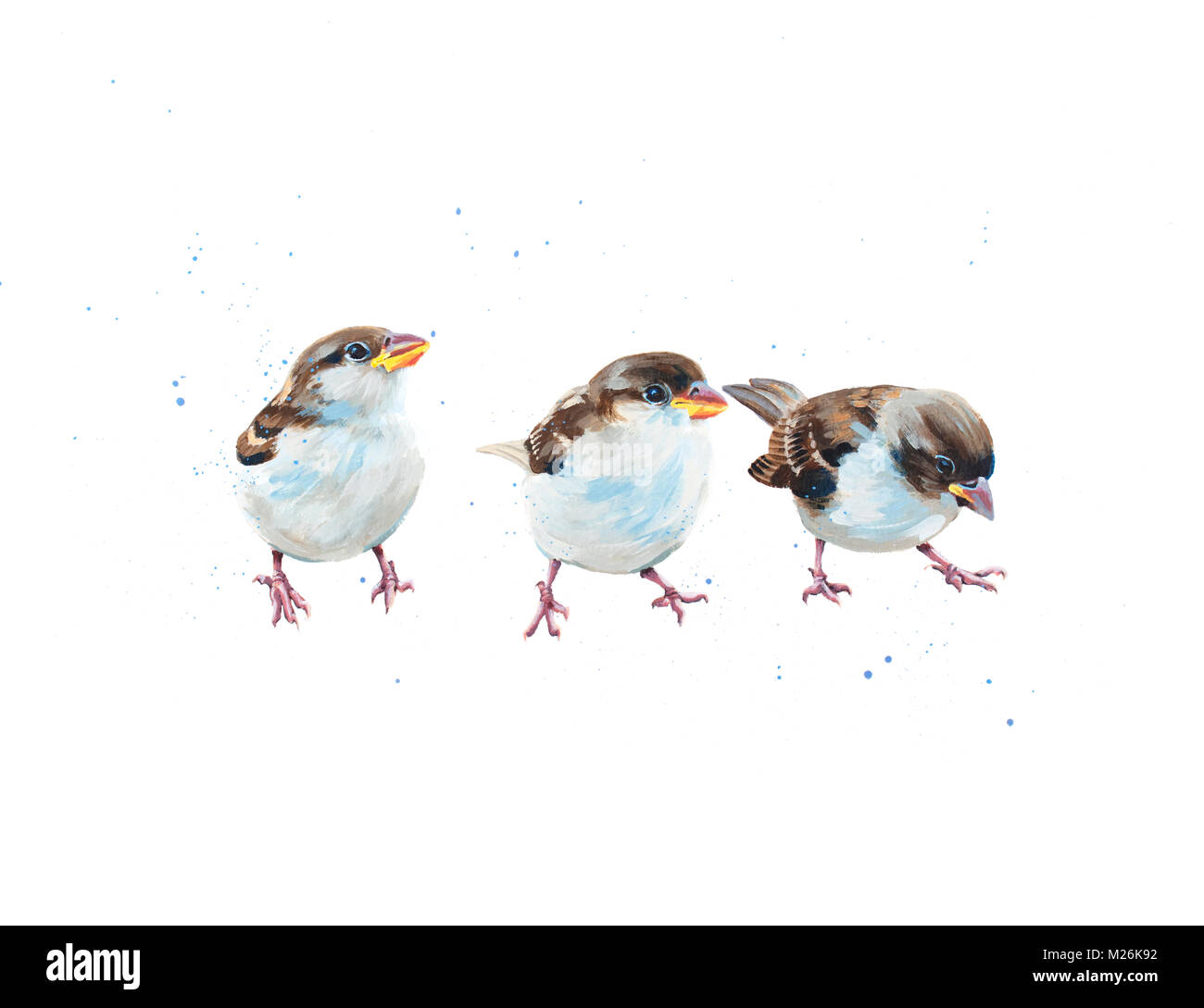 English sparrow painting hi-res stock photography and images - Alamy