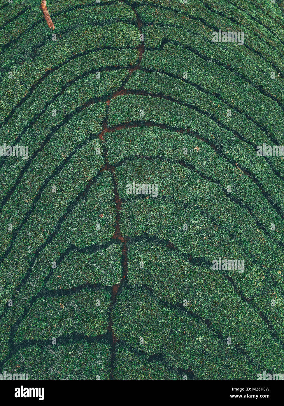 Teeplantage Fairtrade anbau, Bio Gesund aus der Natur Tee Stock Photo ...