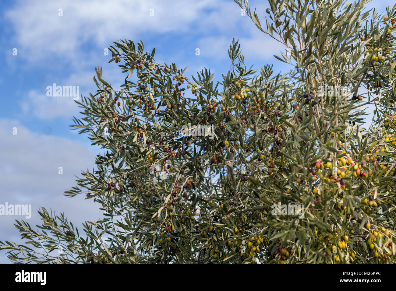 Typical olive trees in the countryside of Puglia, Italy Stock Photo - Alamy