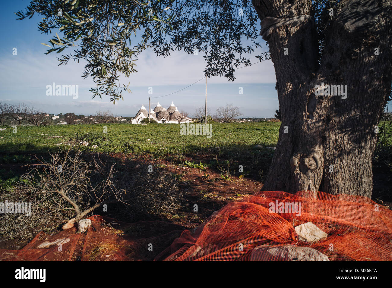 Olive tree landscape puglia italy hi-res stock photography and images ...