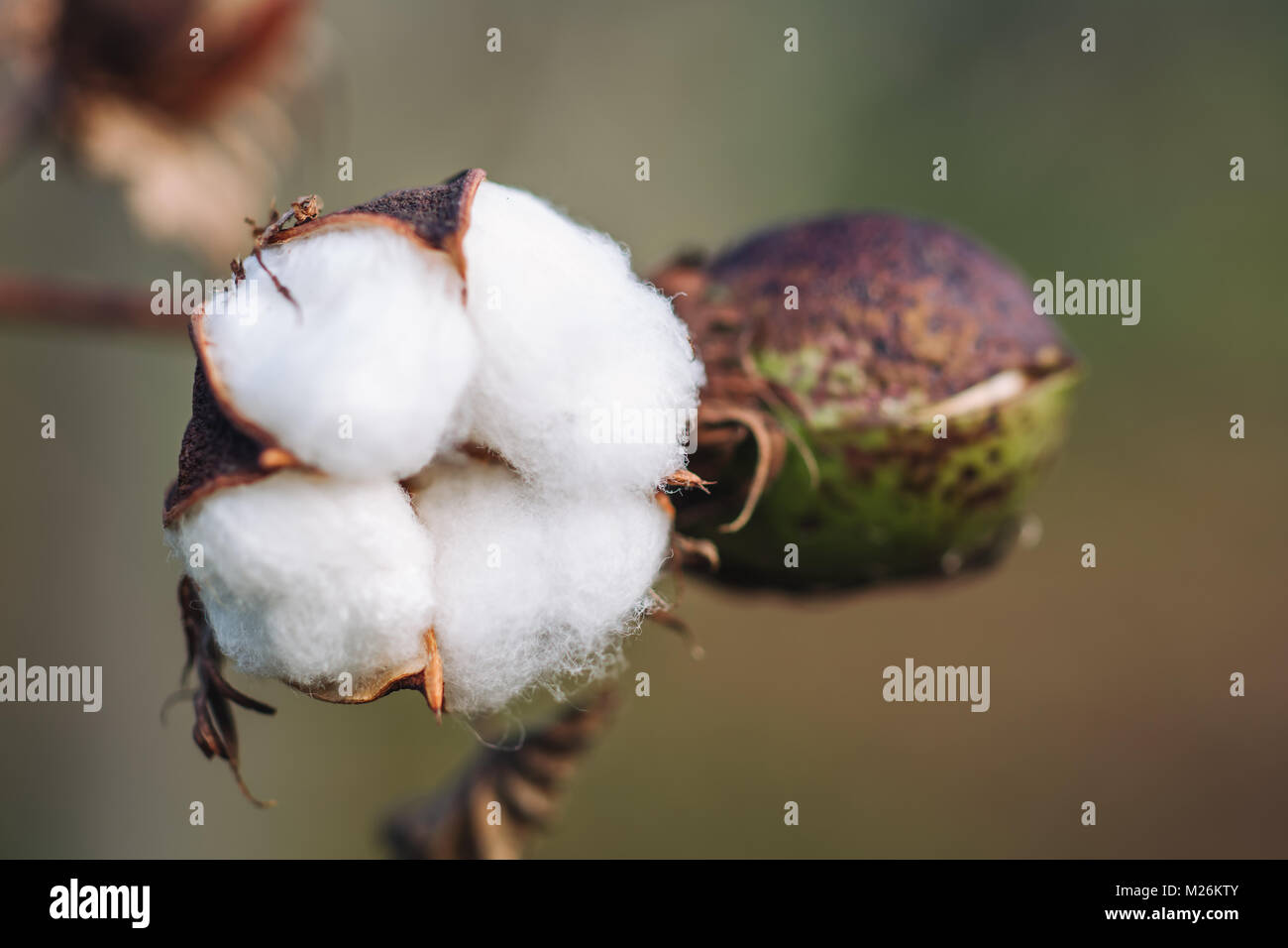 Beautiful blossoms of a cultivated cotton plant Stock Photo - Alamy