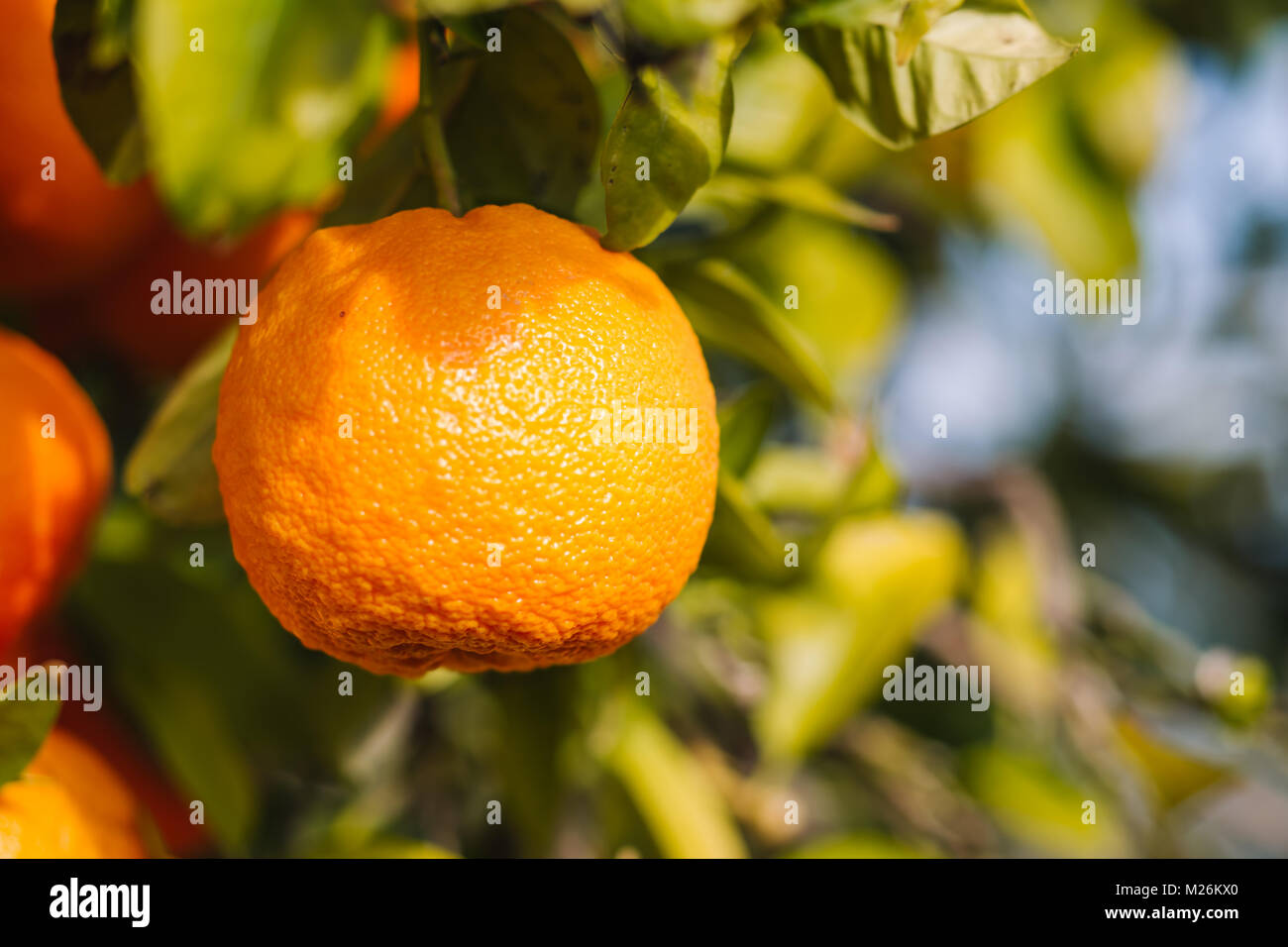 Sun kissed fruit hi-res stock photography and images - Alamy