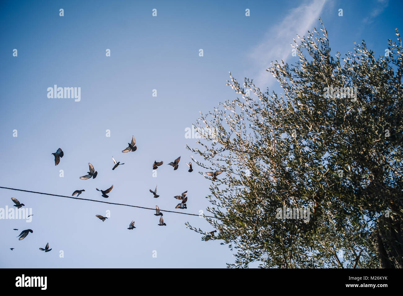 Flying birds in the apulian countryside Stock Photo - Alamy