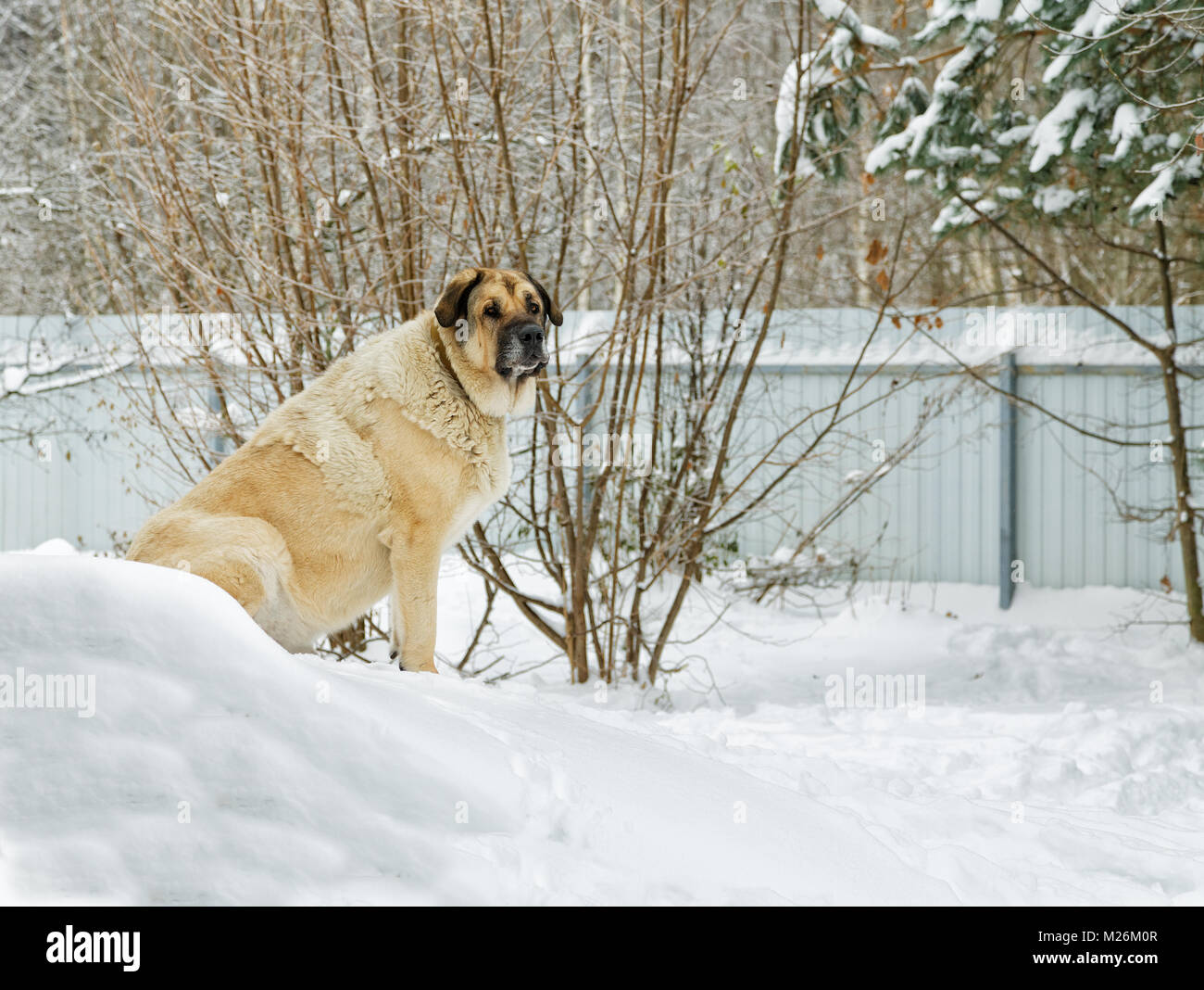 big dog sitting in the snow among the snowdrifts Stock Photo - Alamy