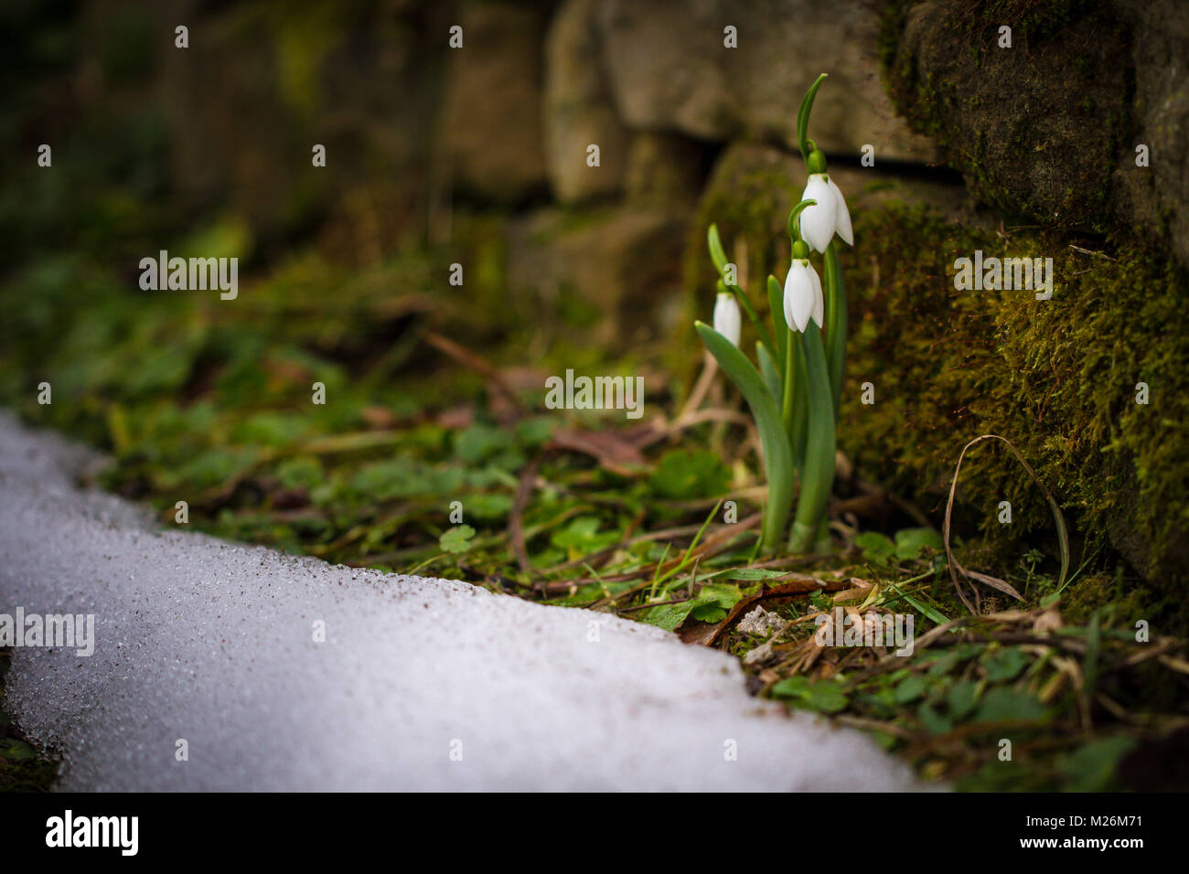 Popping flowers hi-res stock photography and images - Alamy