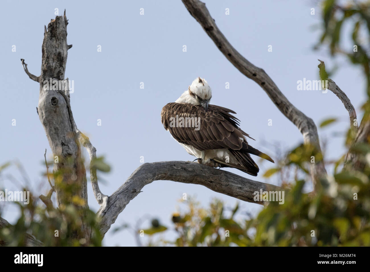 Eastern osprey australia hi-res stock photography and images - Alamy