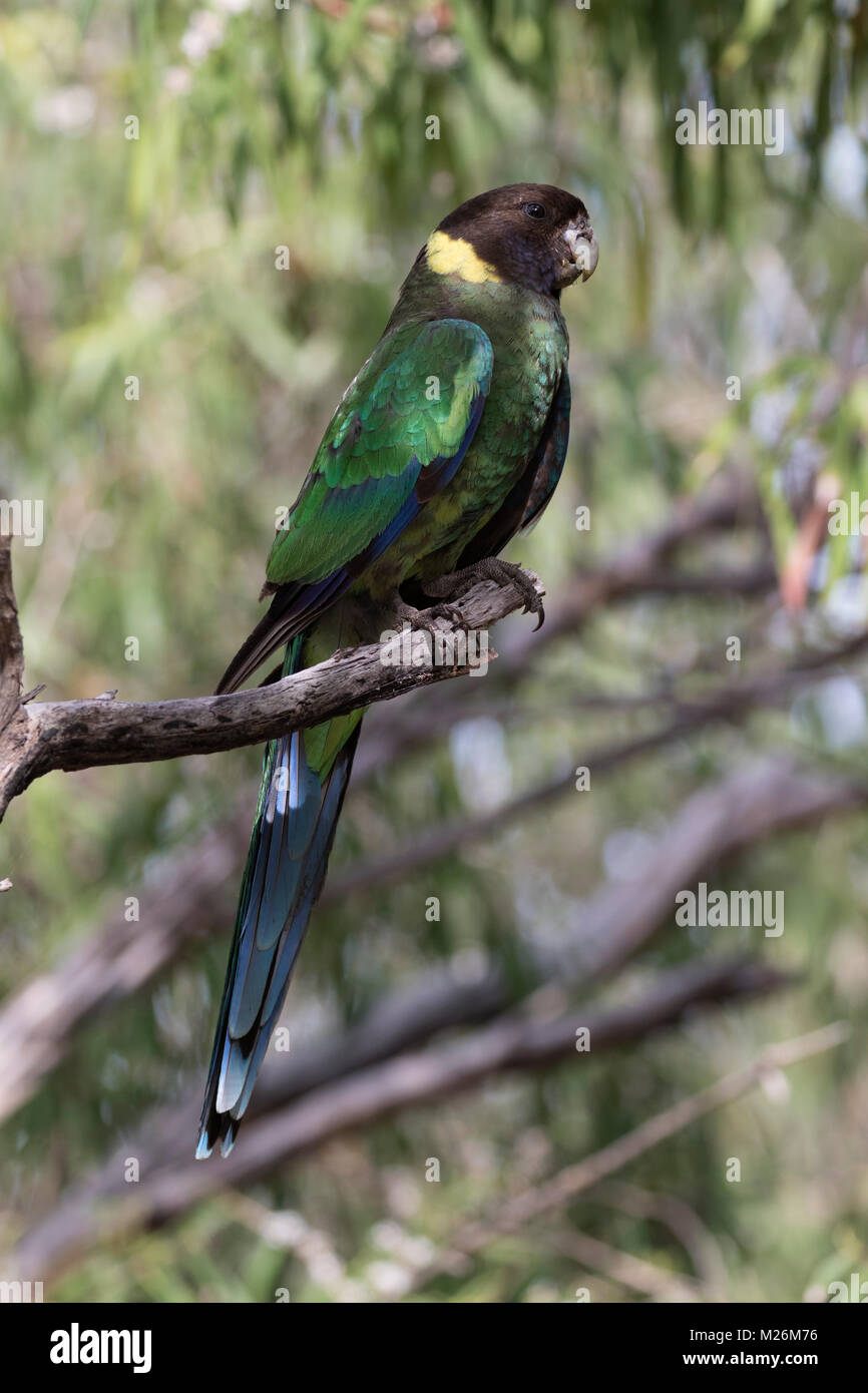 An Australian Ringneck parrot (Barnardius zonarius) in woodland at ...