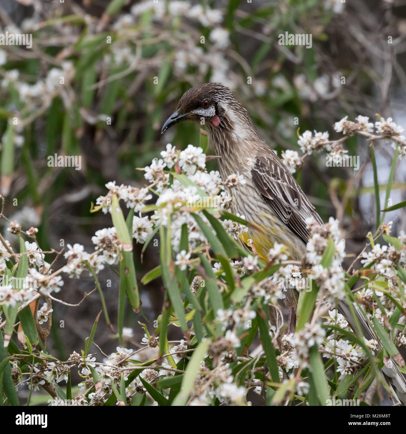 Australian bird in wattle tree hi-res stock photography and images - Alamy