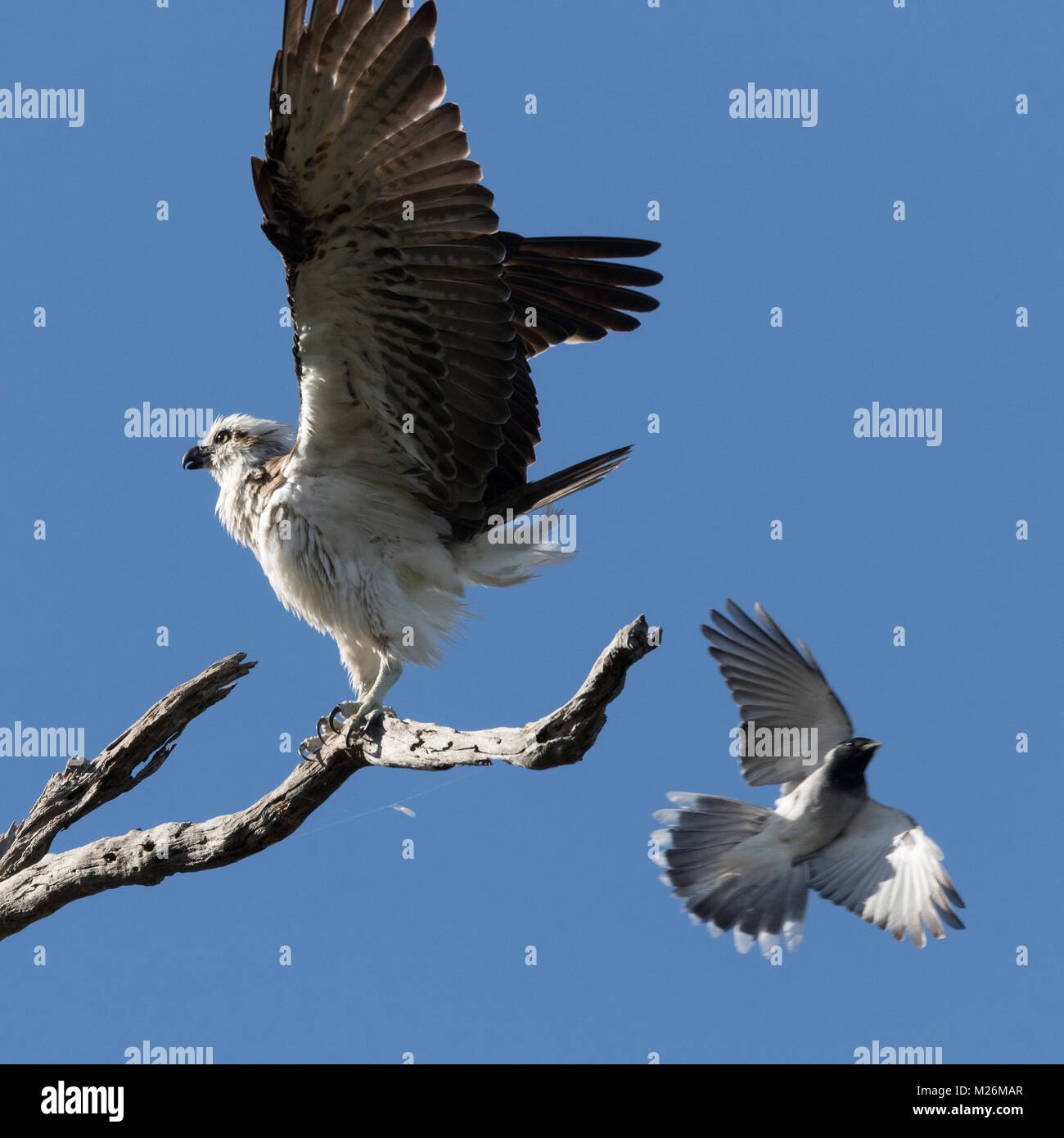 Birds mobbing hi-res stock photography and images - Alamy