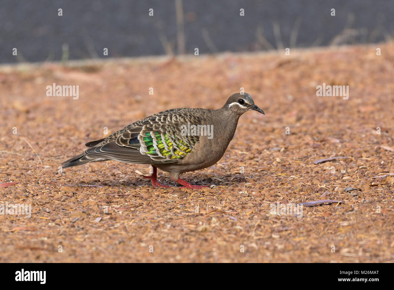 A Common Bronzewing (Phaps chalcoptera) on a suburban drive at ...