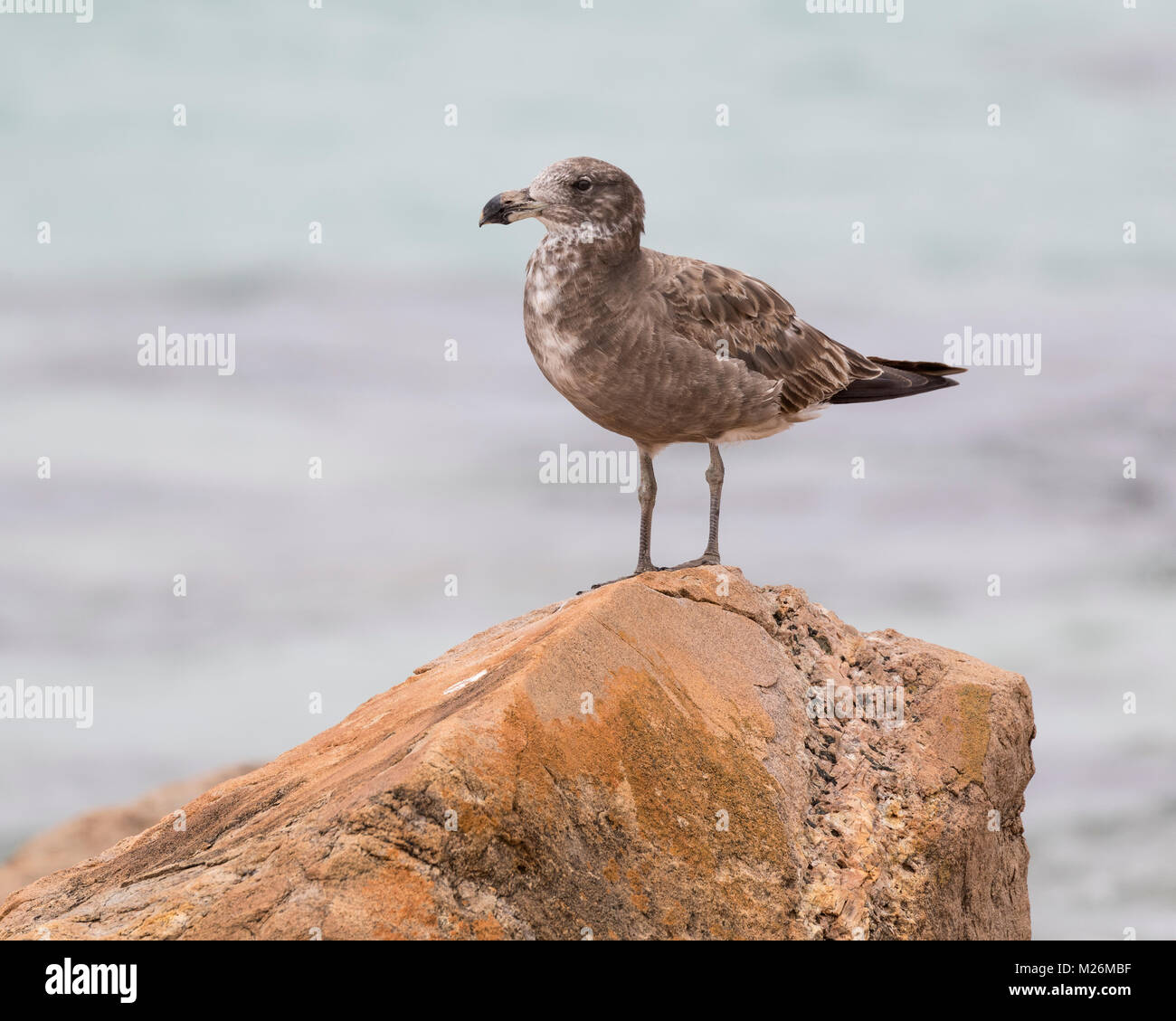 Australia antipodean aussie australian immature oceania oz hi-res stock ...