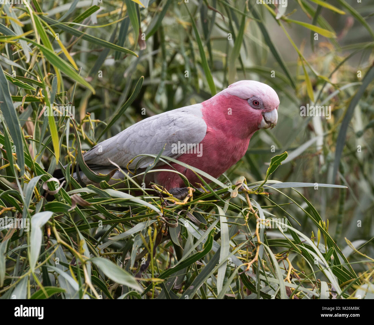 Grey and pink galah hi-res stock photography and images - Alamy