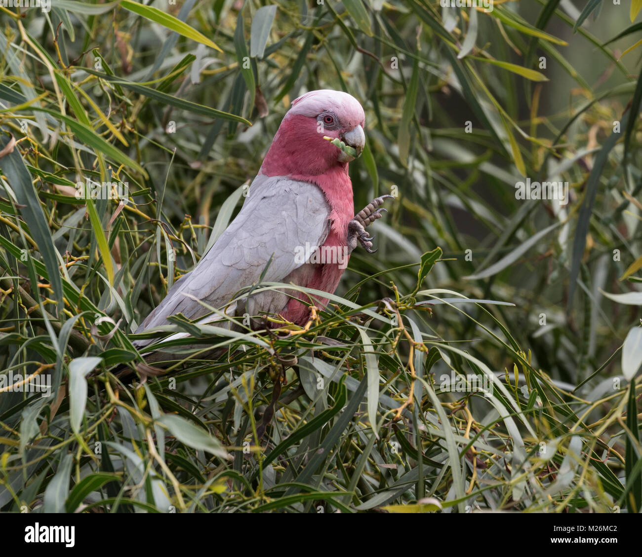 Grey and pink galah hi-res stock photography and images - Alamy