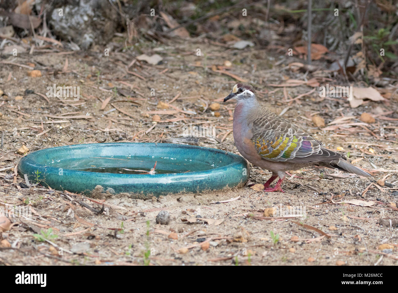 A Common Bronzewing (Phaps chalcoptera) drinking at a bowl in a garden ...