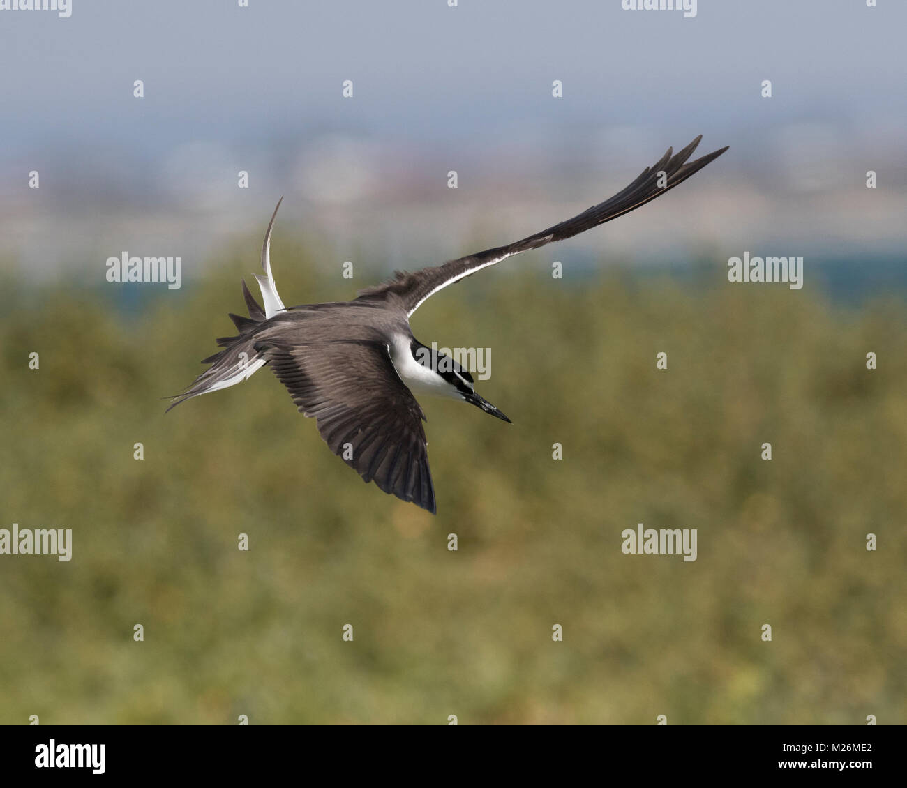 A Bridled Tern (Onychoprion anaethetus) in flight - Penguin Island, off ...
