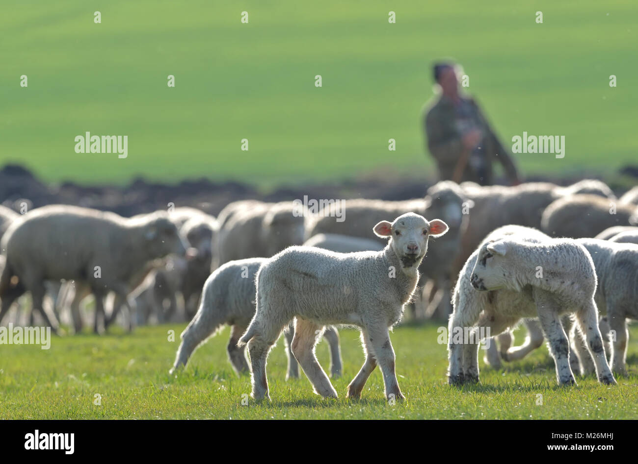 Flock of sheep and lambs on field at sunset Stock Photo - Alamy