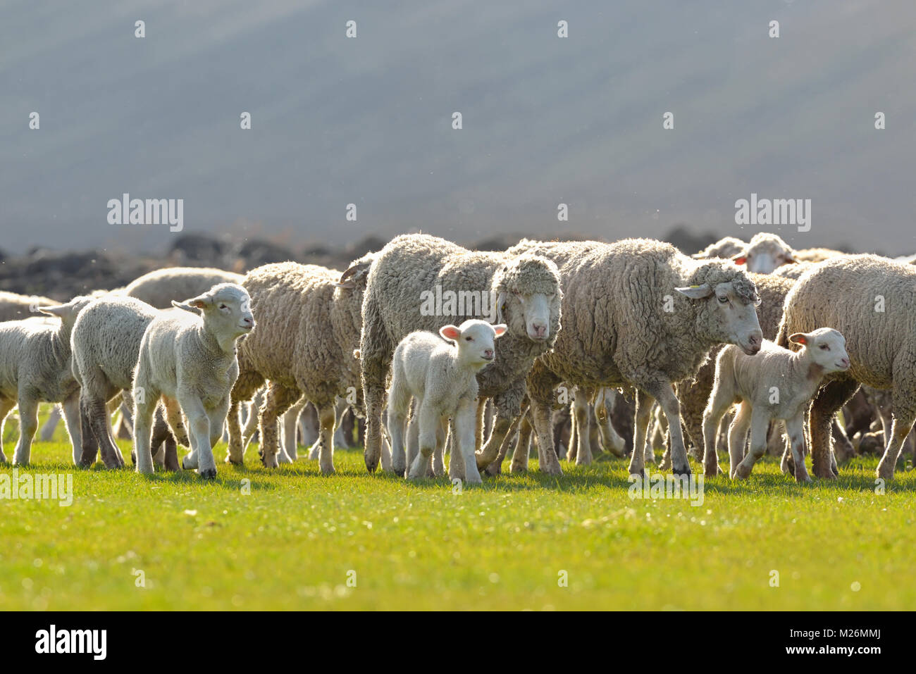Flock of sheep and lambs on field at sunset Stock Photo - Alamy