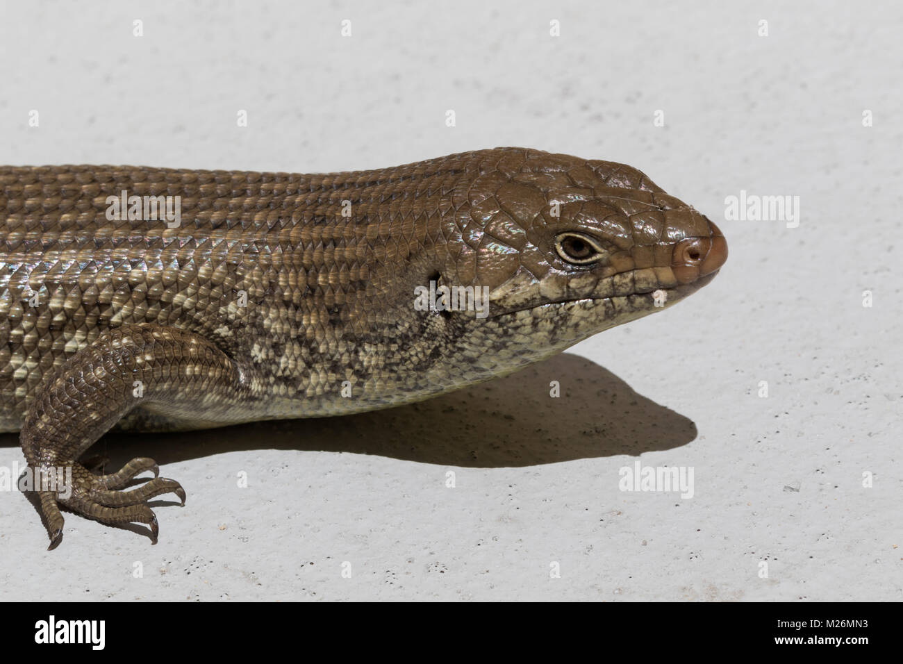 A juvenile King's Skink (Egernia kingii) at Yanchep, Western Australia ...