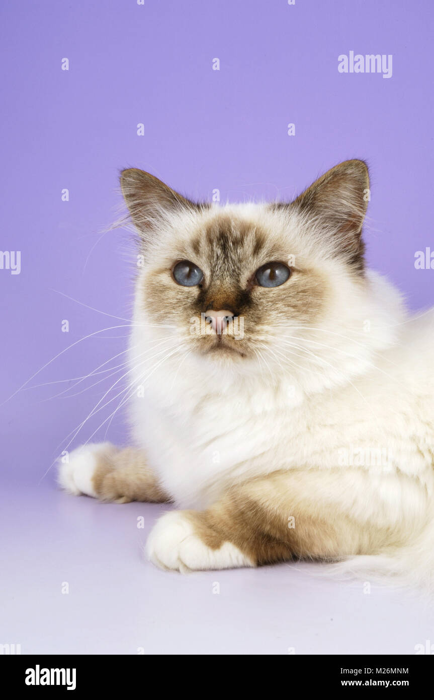 chocolate tabby point birman portrait Stock Photo - Alamy