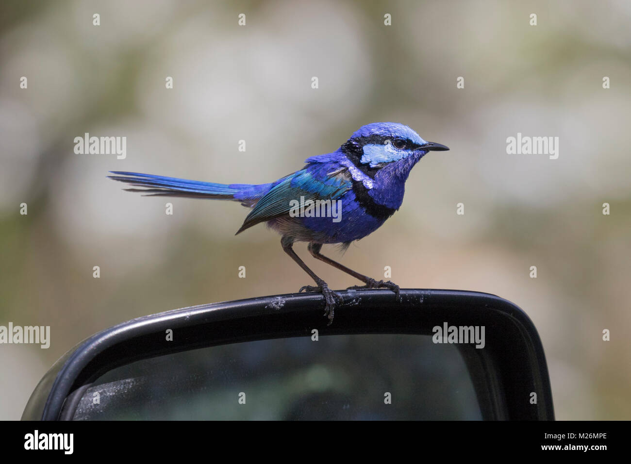 A male Splendid Fairy-wren (Malurus splendens) perched on a car wing ...