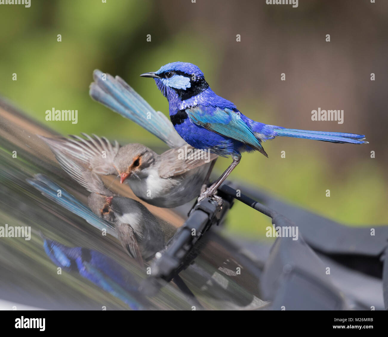 A female Splendid Fairy-wren (Malurus splendens) attacks its reflection ...