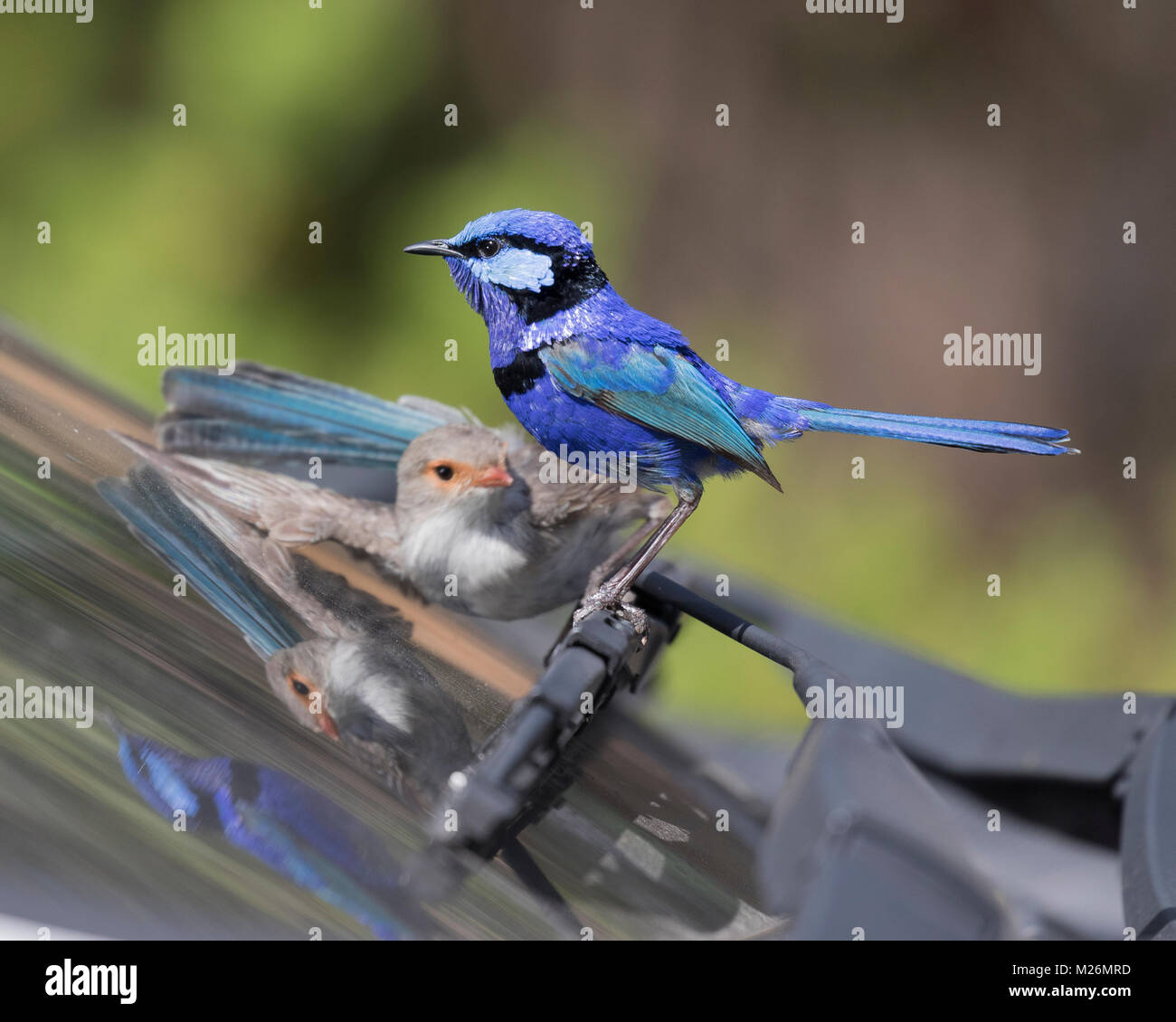 Wrens australian wrens hi-res stock photography and images - Alamy