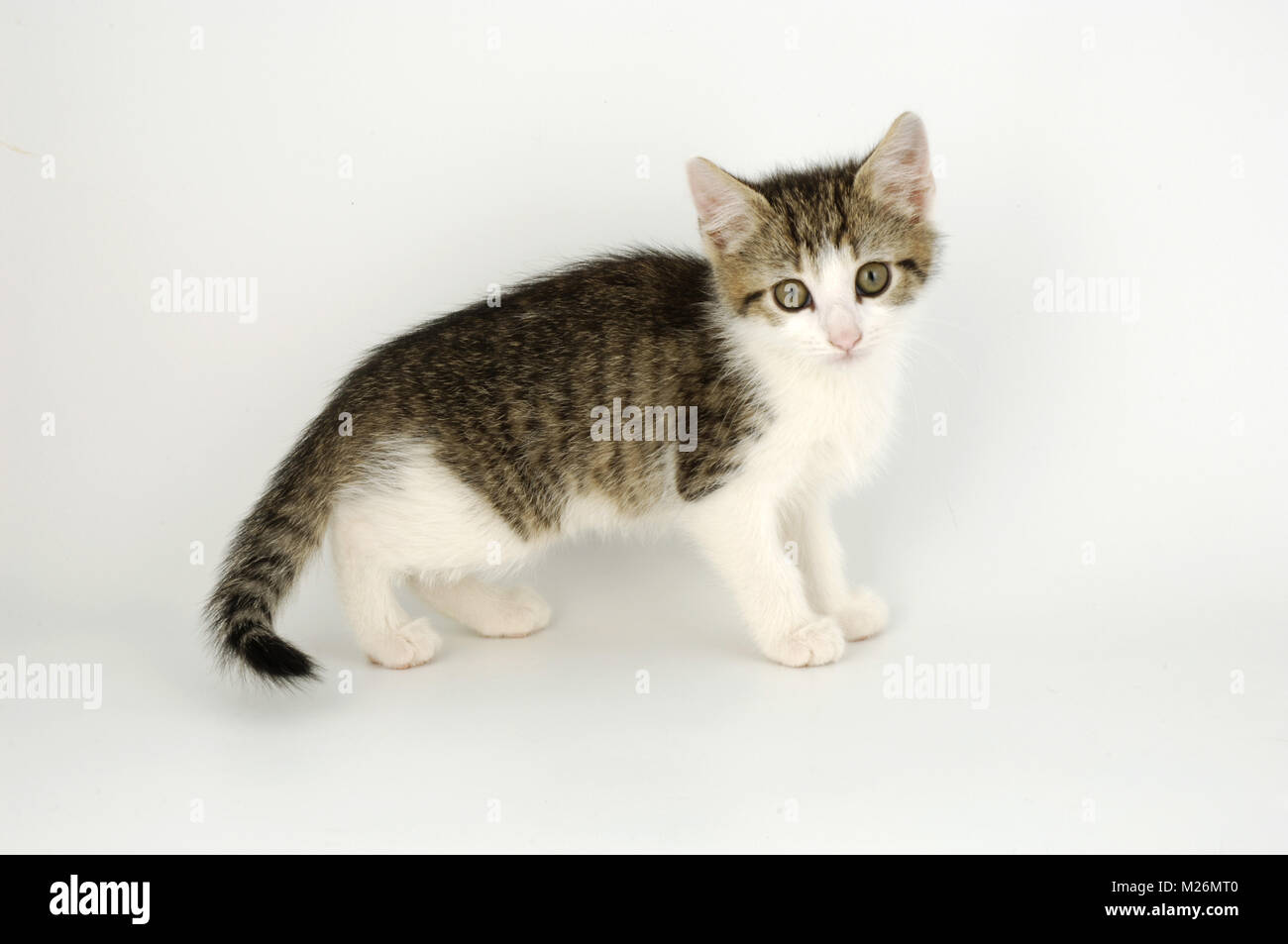 tabby and white kitten side view Stock Photo - Alamy