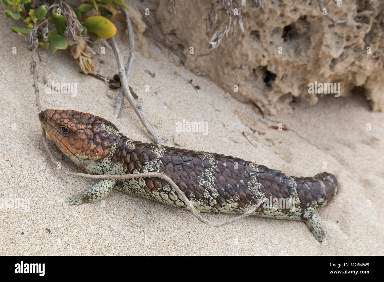 Australian shingleback lizard hi-res stock photography and images - Alamy