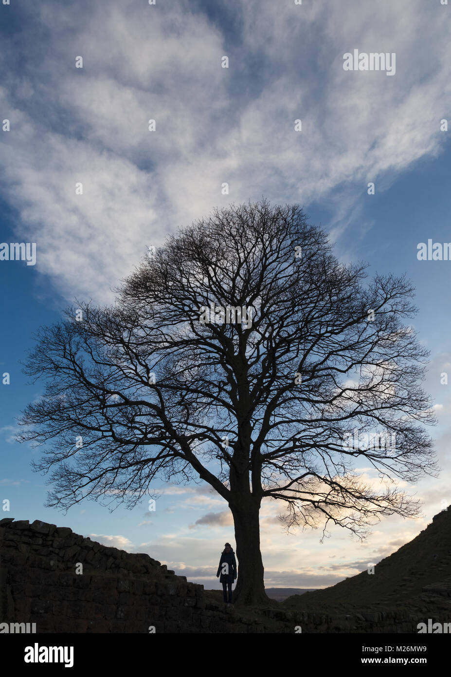 Hadrian's Wall: the sycamore tree, featured in the film Robin Hood ...