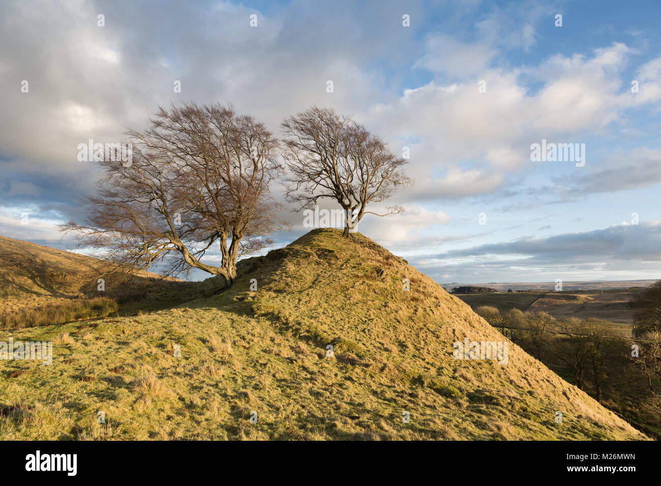 Hadrian's Wall: these two beech trees are striking situated upon a ...