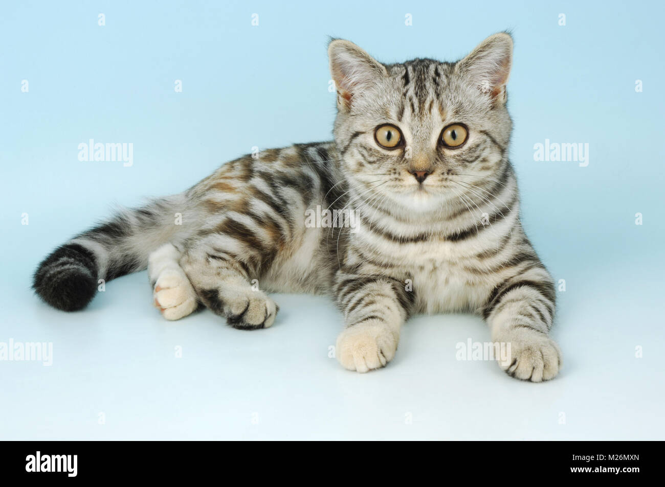 tortie silver tabby cat Stock Photo - Alamy