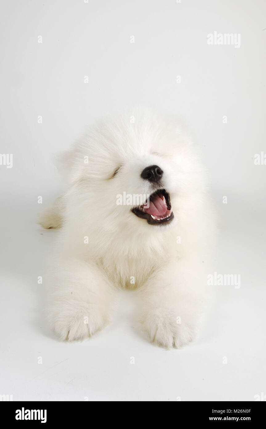soft 9 week old Samoyed puppy on white background, mouth open Stock ...