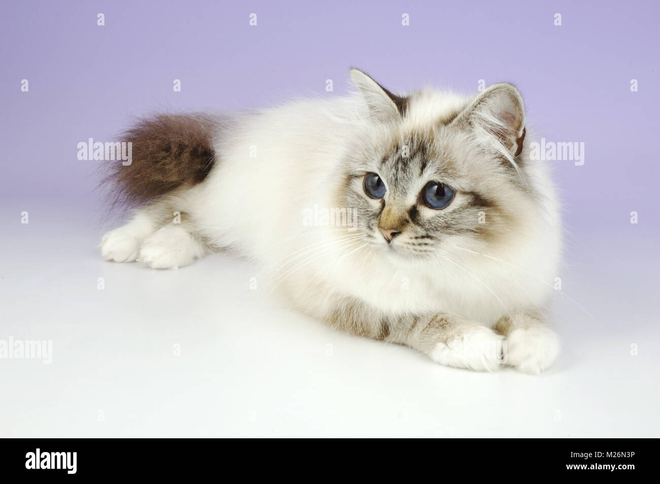 fluffy seal tabby point birman cat Stock Photo - Alamy