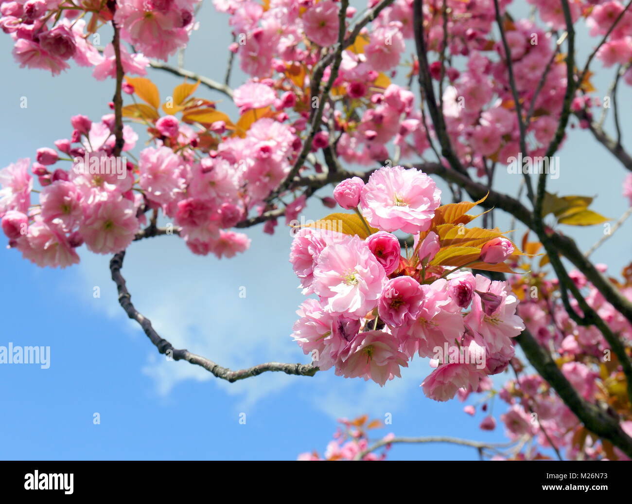 Beautiful branches of soft pink cherry blossoms sakura in spring time ...