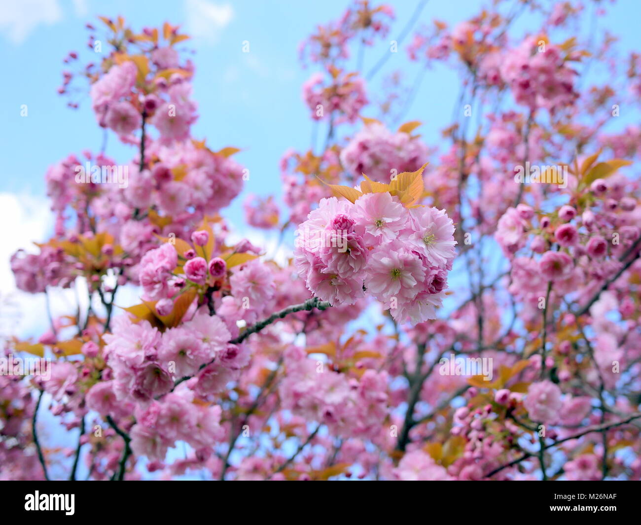 Beautiful branches of soft pink cherry blossoms sakura in spring time ...
