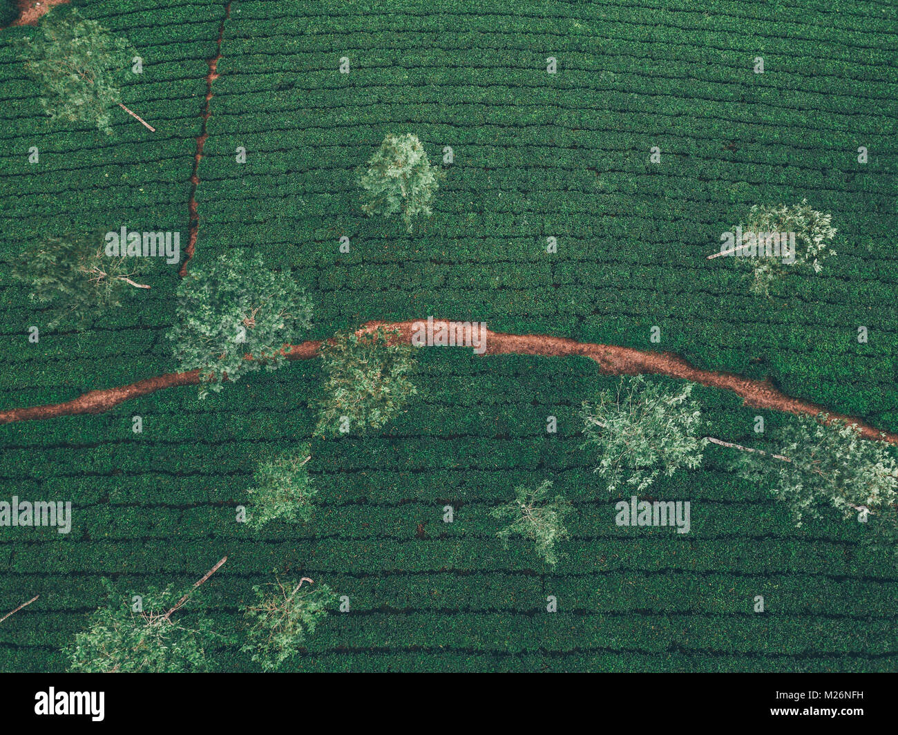 Teeplantage Fairtrade anbau, Bio Gesund aus der Natur Tee Stock Photo ...