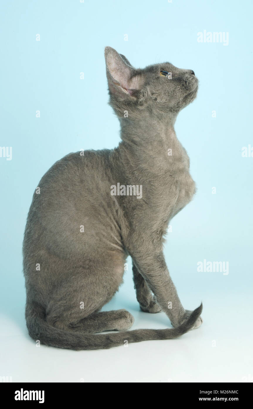 blue devon rex side view Stock Photo - Alamy
