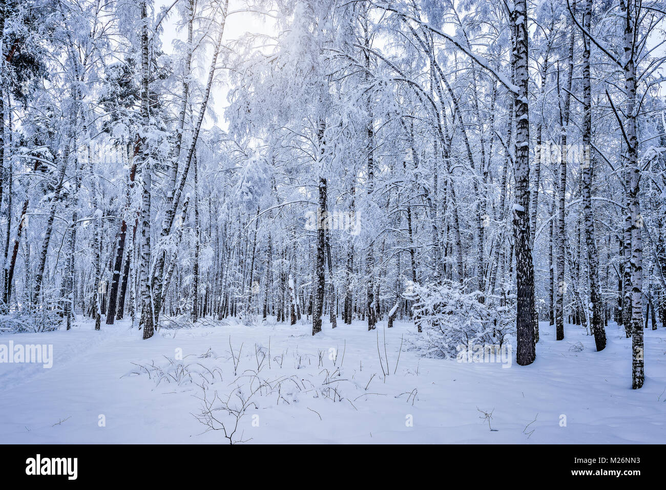 Birch tree grove at cold winter day time Stock Photo - Alamy
