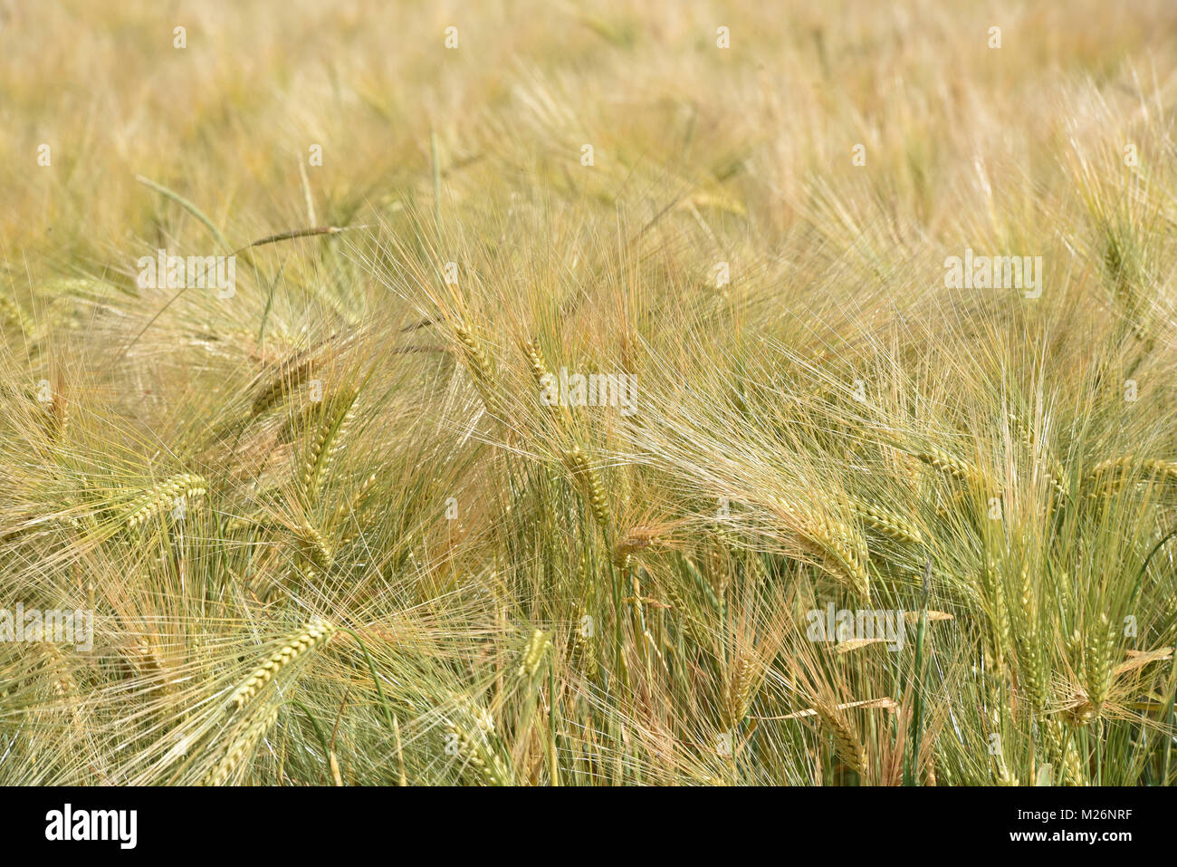 Wheatfield. Close-up shot of ears Stock Photo - Alamy