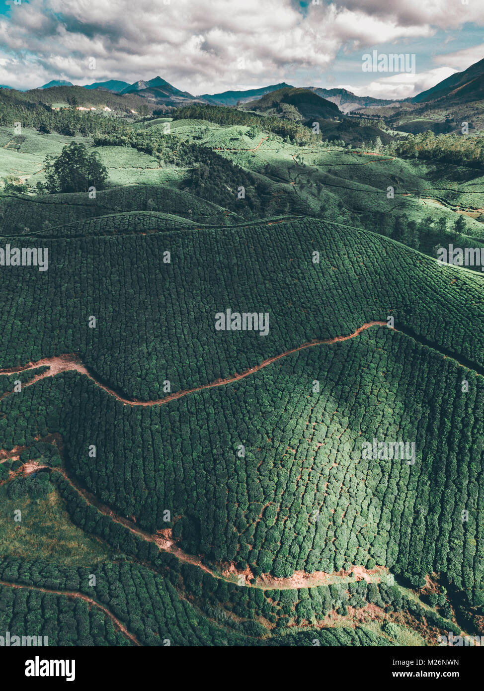 Teeplantage Fairtrade anbau, Bio Gesund aus der Natur Tee Stock Photo ...