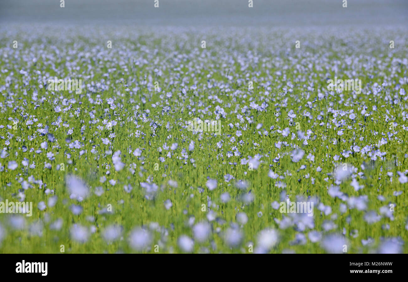 Flax field in bloom in the Haute-Normandie department (Upper Normandy ...