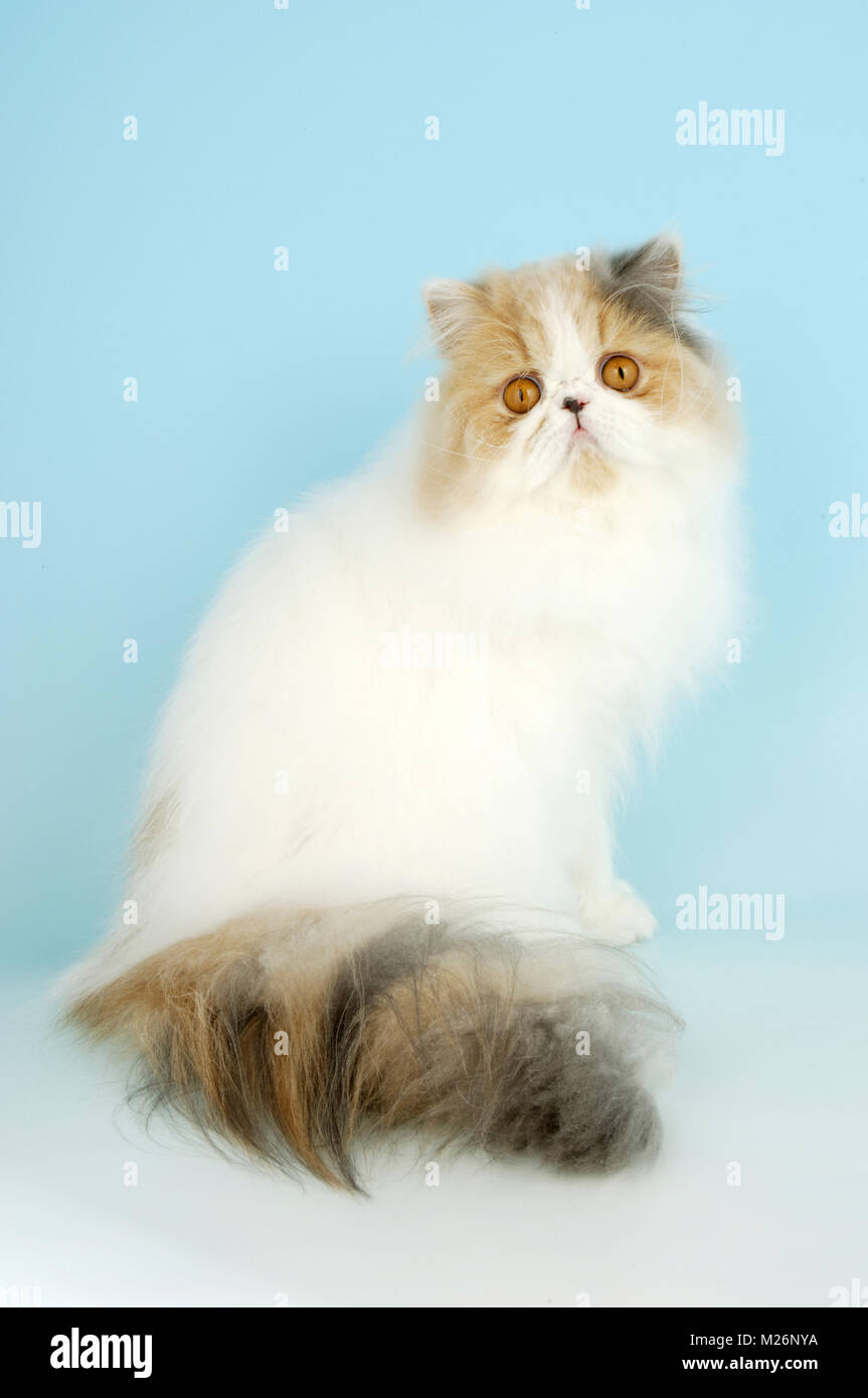 bi-coloured, blue cream and white persian cat Stock Photo - Alamy
