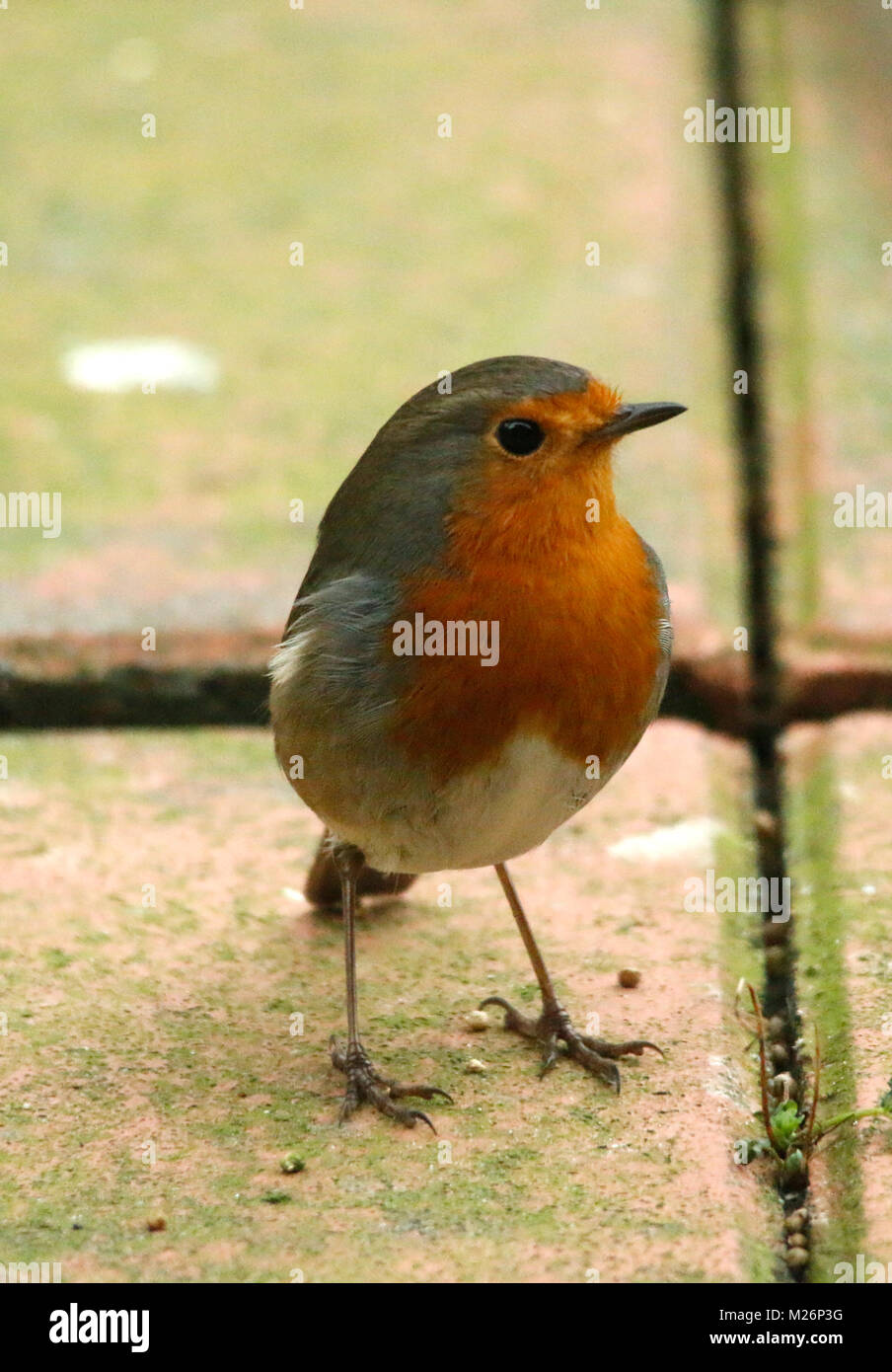 Aves aves robin hi-res stock photography and images - Alamy