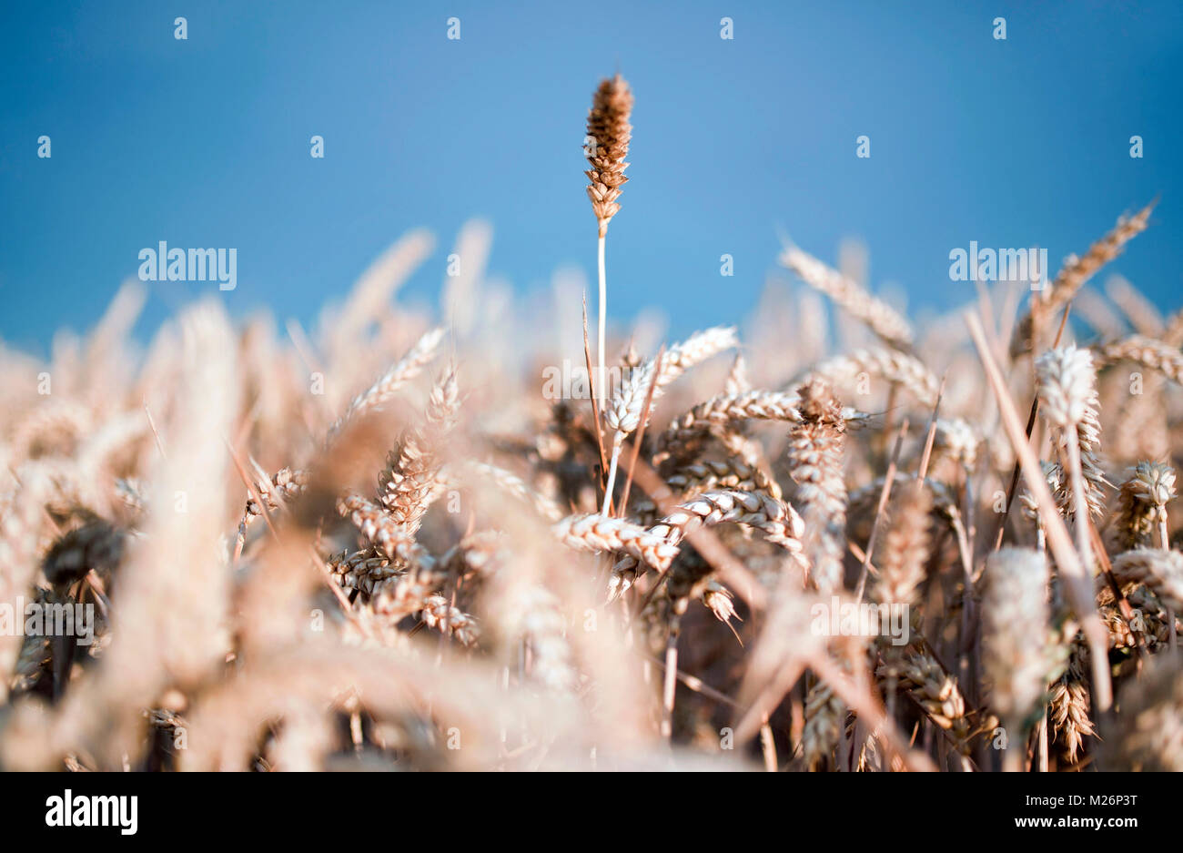Ripe wheatfield in summer Stock Photo - Alamy