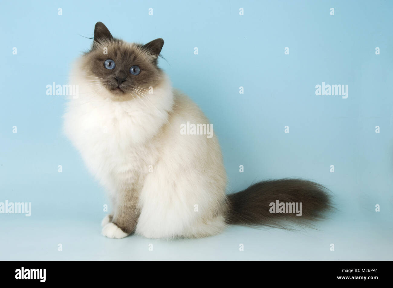 blue point Birman cat in studio Stock Photo - Alamy